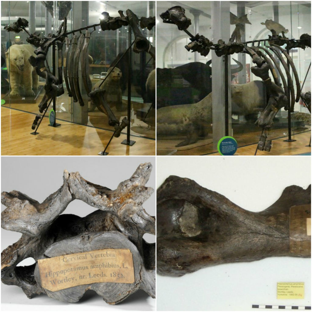 Creative youngsters bring museum’s fascinating fossilised hippo back to ...