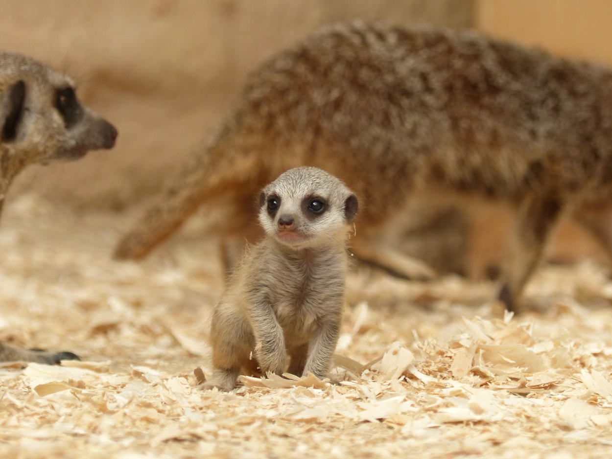 Tropical World Welcomes Two Surprise Meerkat Babies ⋆ Leeds Star